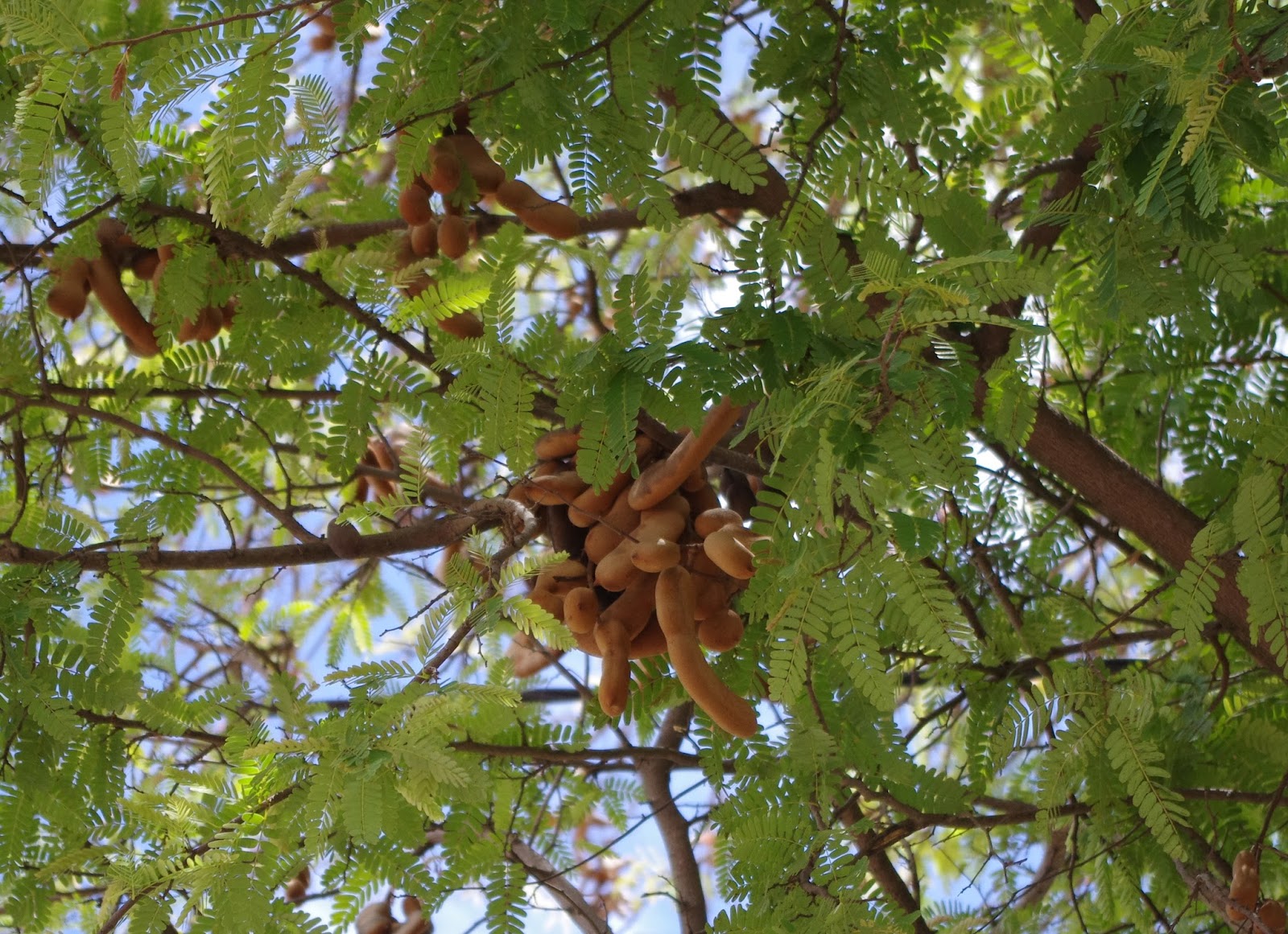 Persil et oignon pays: Tamariniers