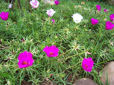 HIPERSESSÃO : As Flores 'Onze-Horas'