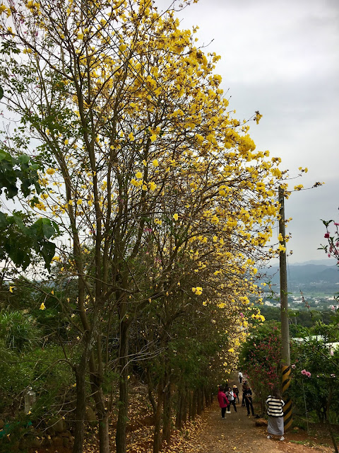 Hsinchu Travel: Trumpet Trees, Wisteria and Cherry Blossom in Xinpu ...
