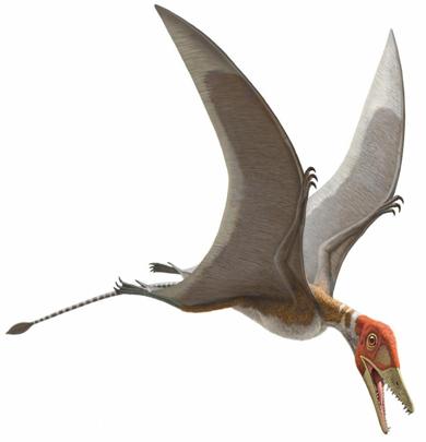 Blog de la Vida Prehistórica: Los primeros Pterosaurios