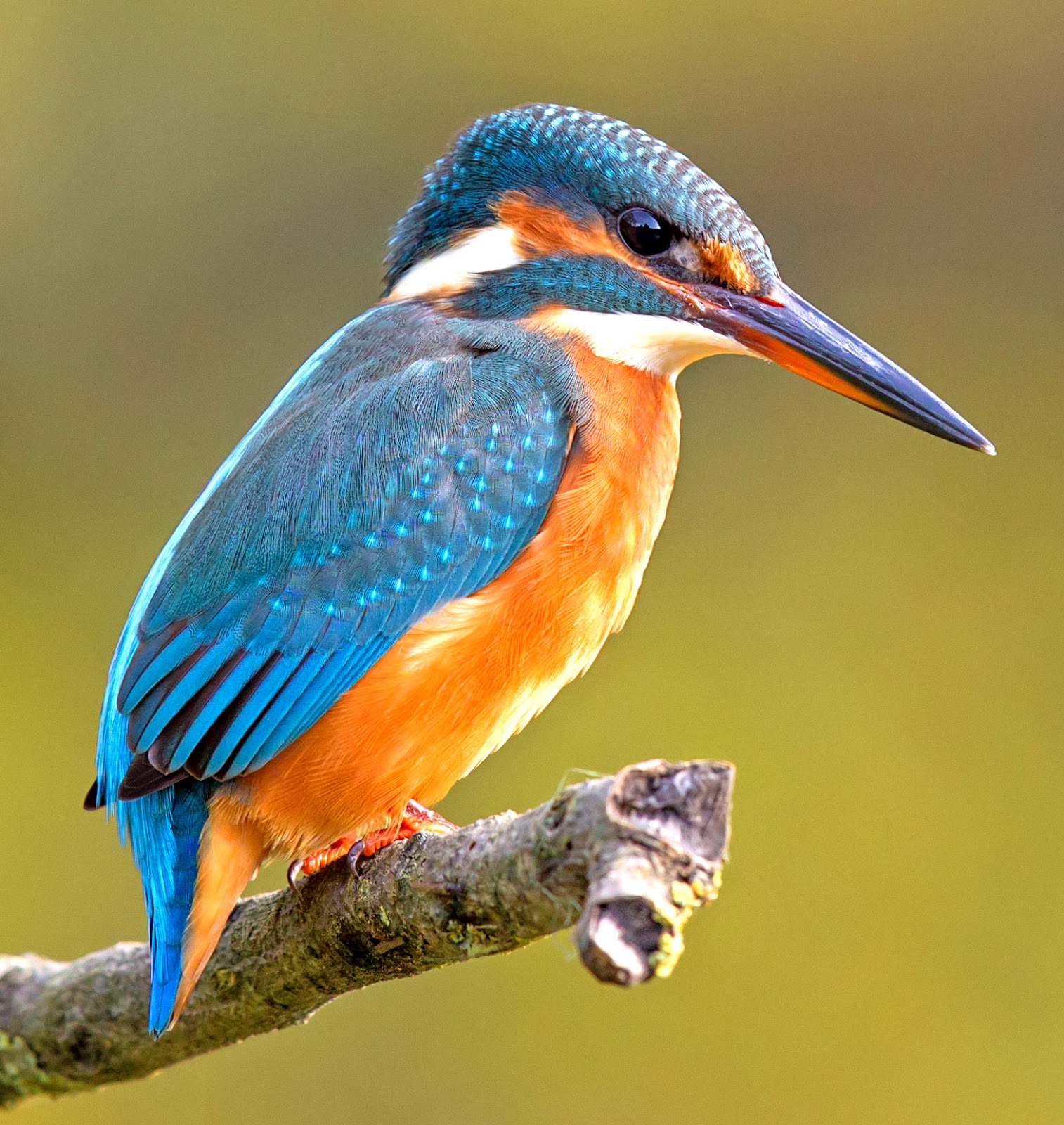 Natural History Creation And Religious Conflicts Stories Of Kingfishers