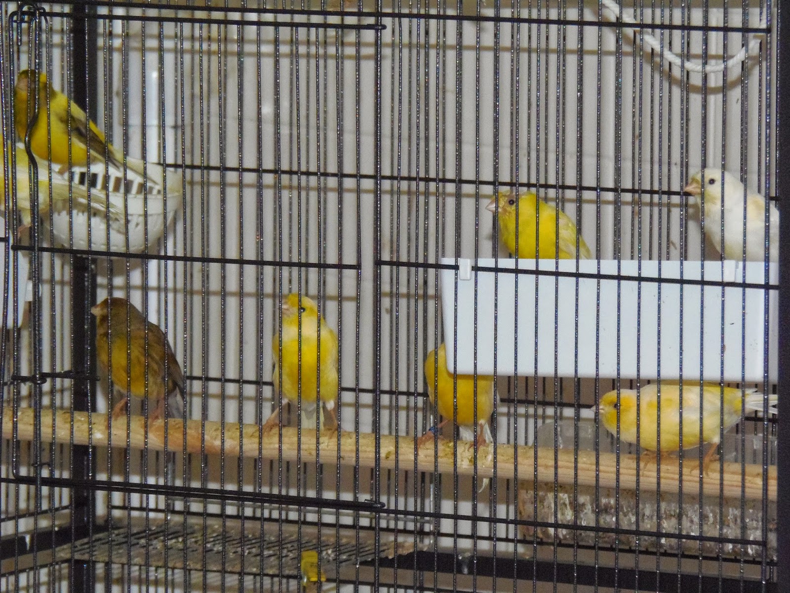 Suburban Canary - Song Birds: My Aviary