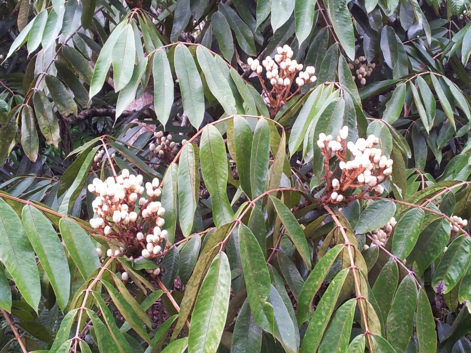 Produk Asli Sarawak: BUAH DABAI
