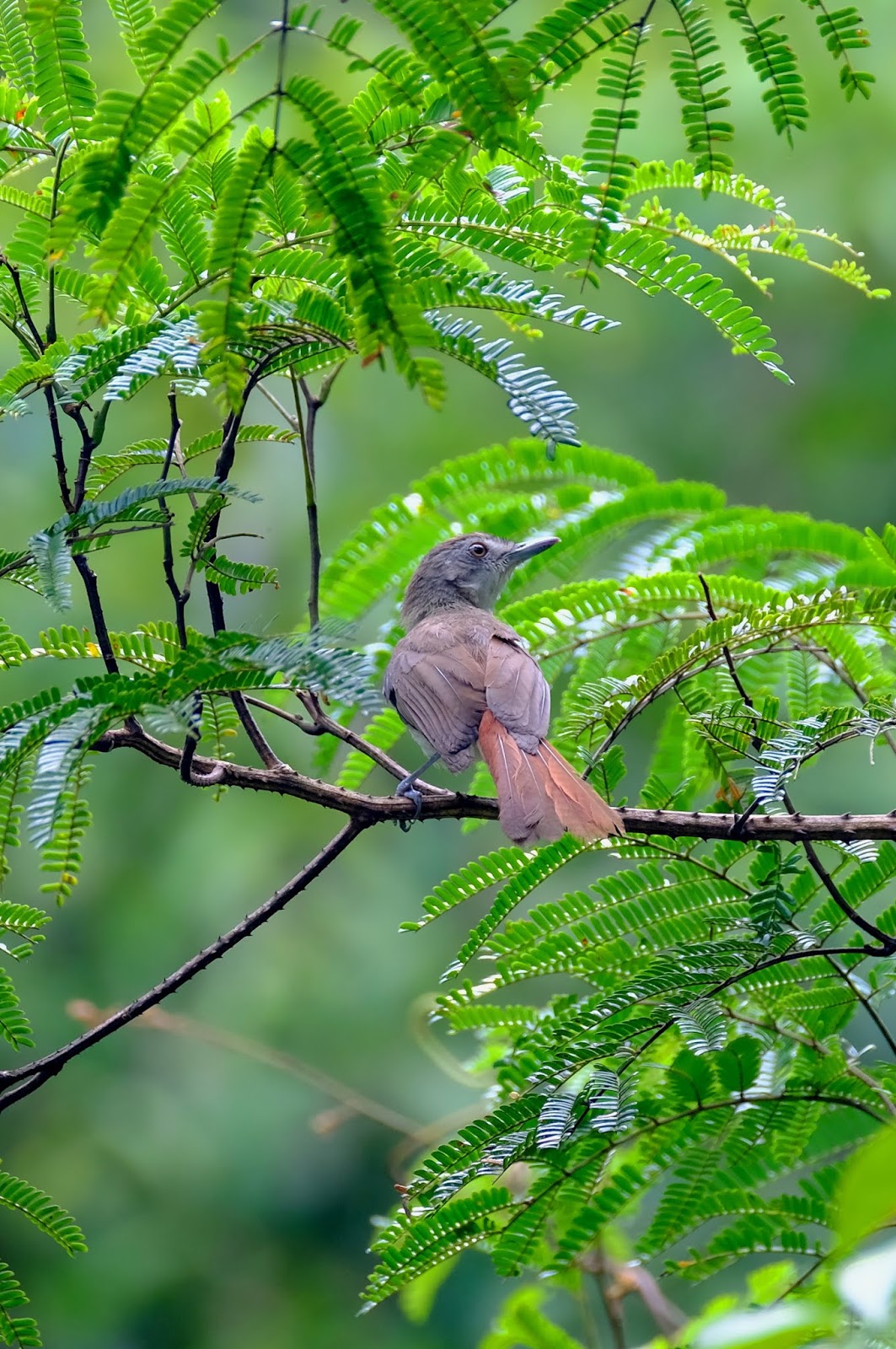 Mike is the name Birding is the game ( Birding in Malaysia - Malaysian ...