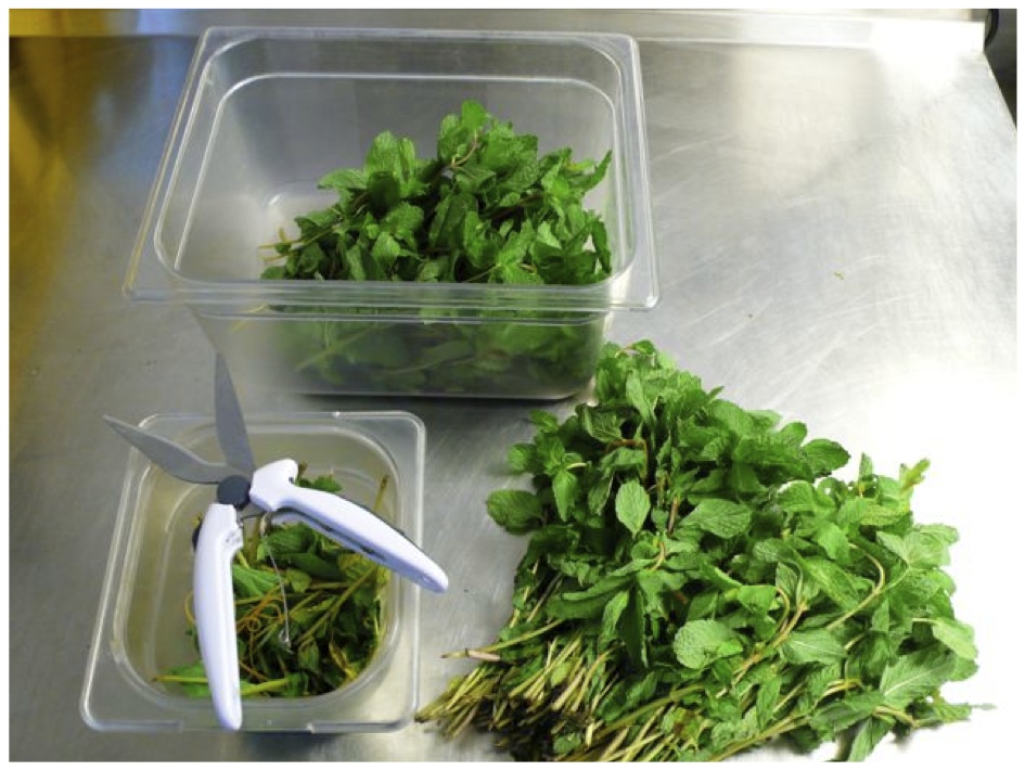 How to prepare mint