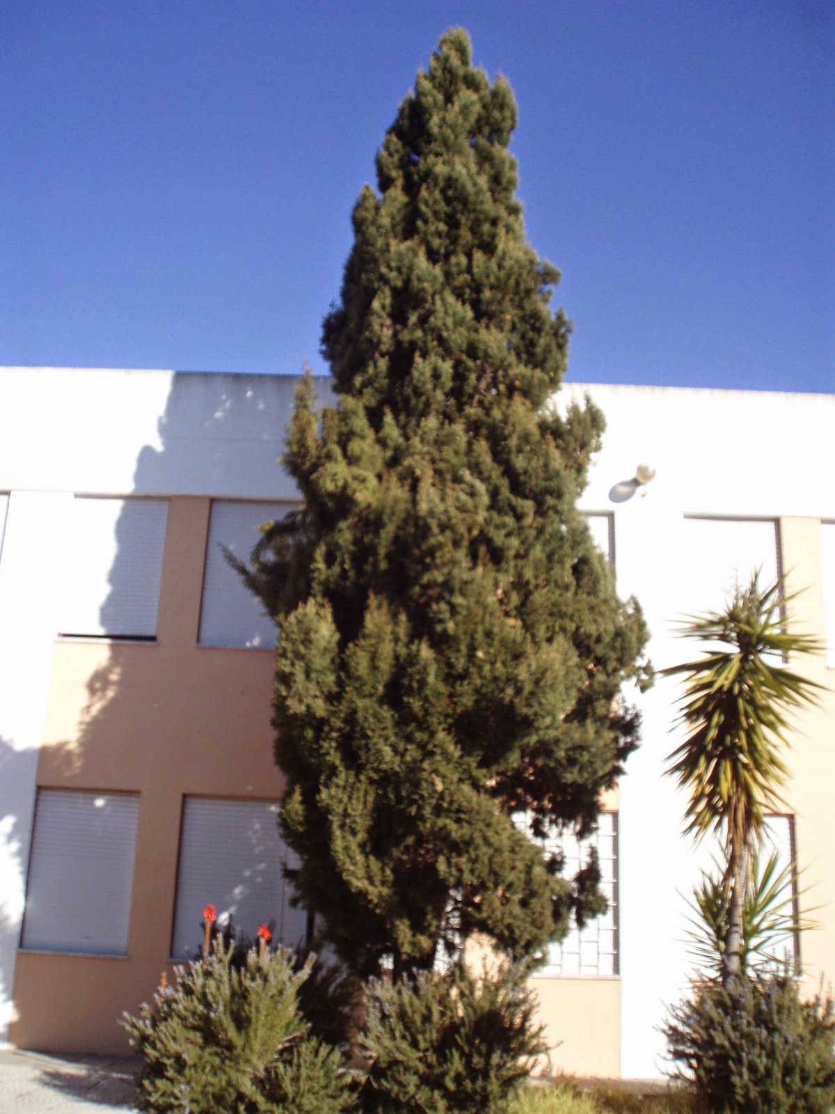 Cipreste Português / Cedro Branco - Cupressus lusitanica