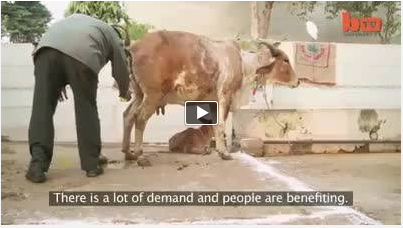 Some People Believe Drinking Cow Urine Can Cure Diseases | AfghanVines