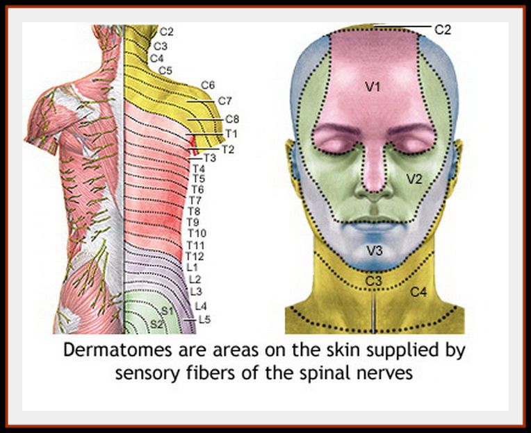 truthlady3: Dermatomes Dermal Segmentation