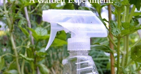 Homemade Garden Insect Spray #Organic Gardening