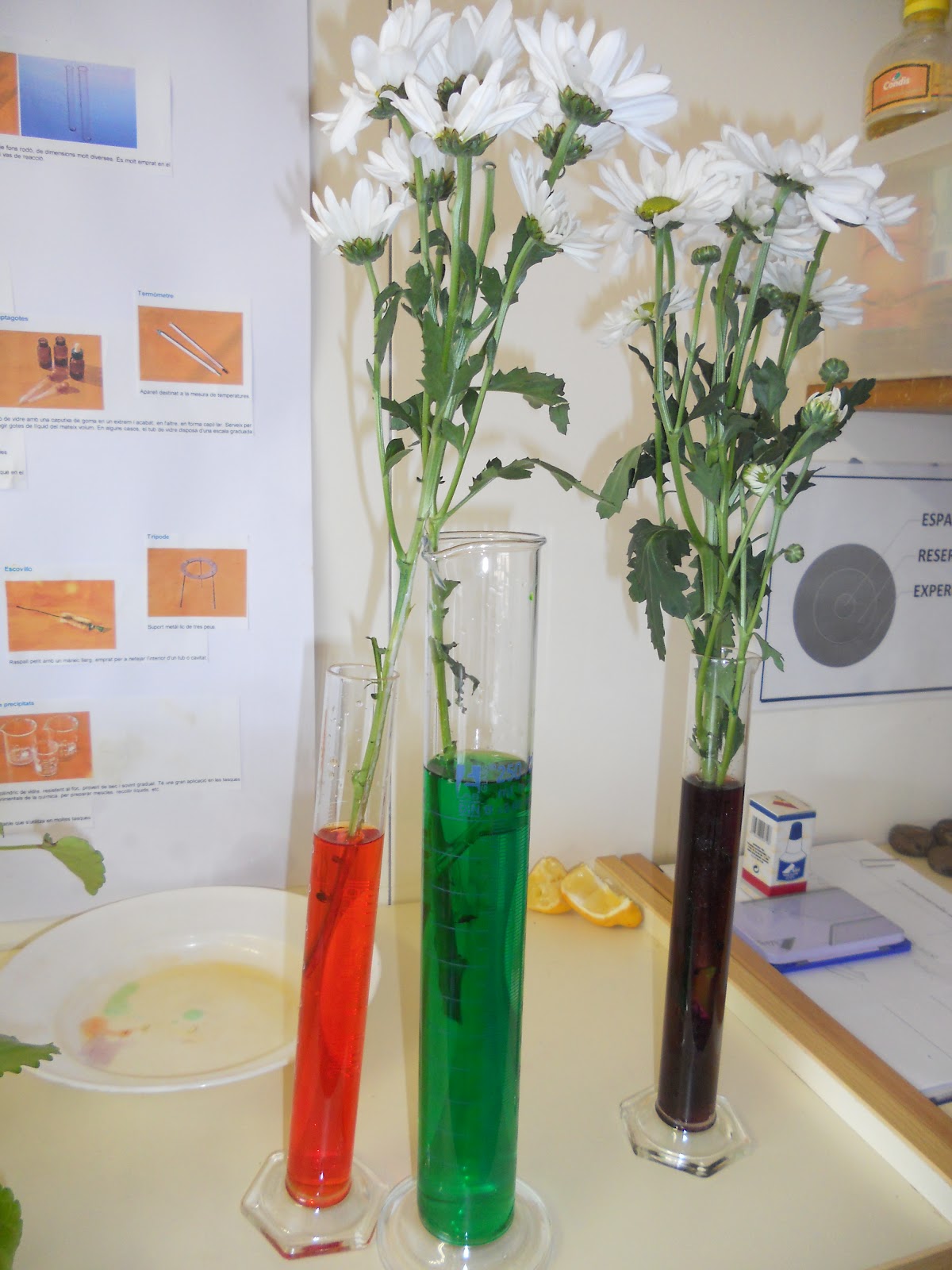 7Ciències : Capil·laritat