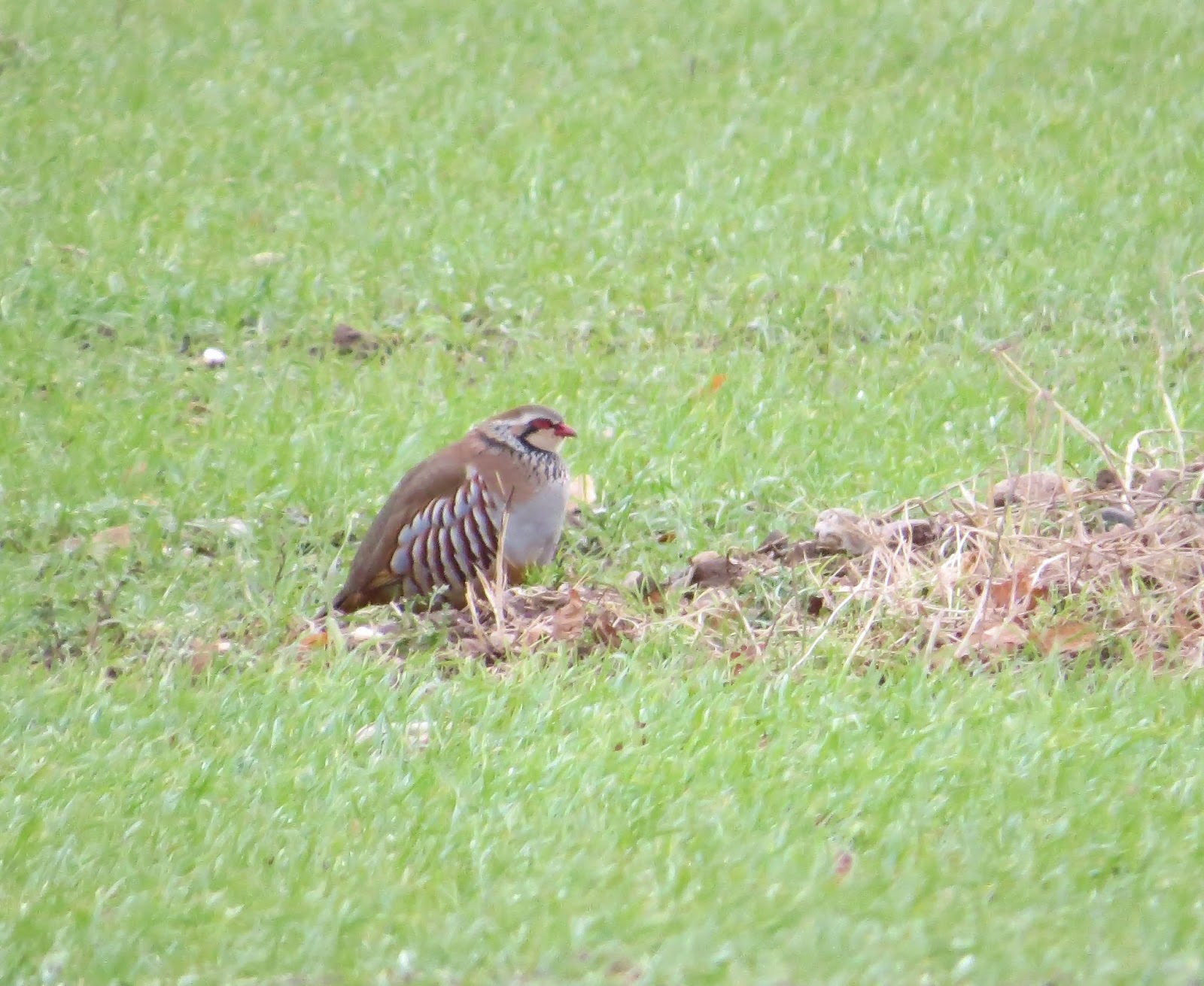 Aberbrothock: An Angus Tour - Backwater Dam to Montrose Basin