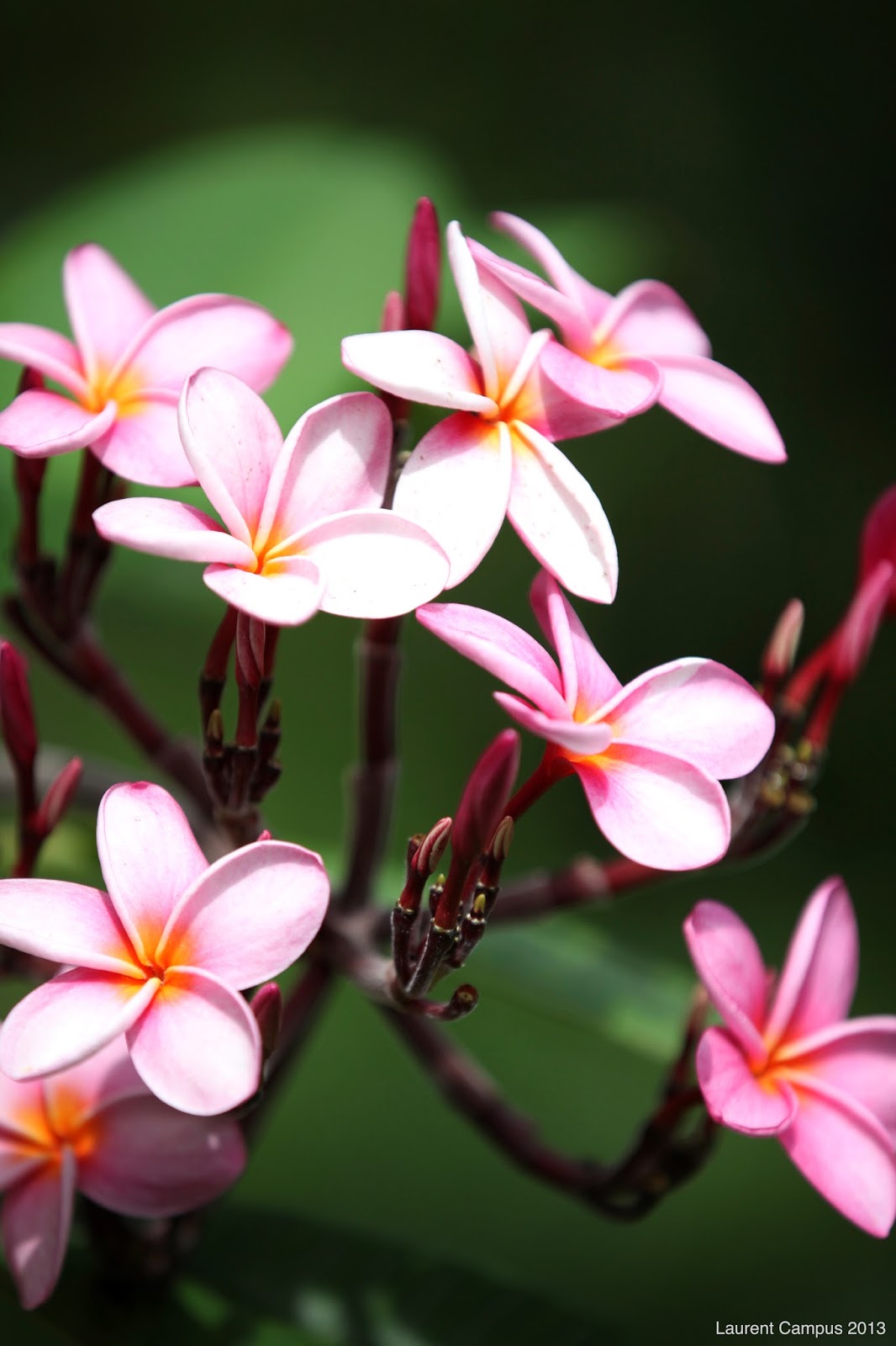 LorenzoCampusFotografie: GUYANE - Flore