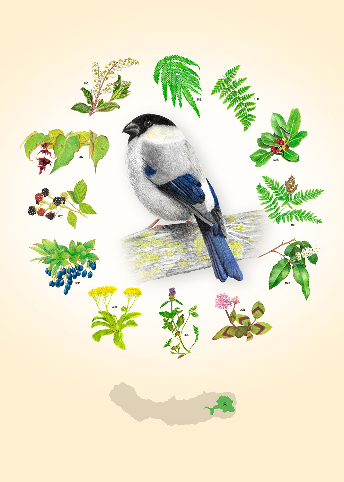 Priolo de las Azores - Ana Borges Pereira