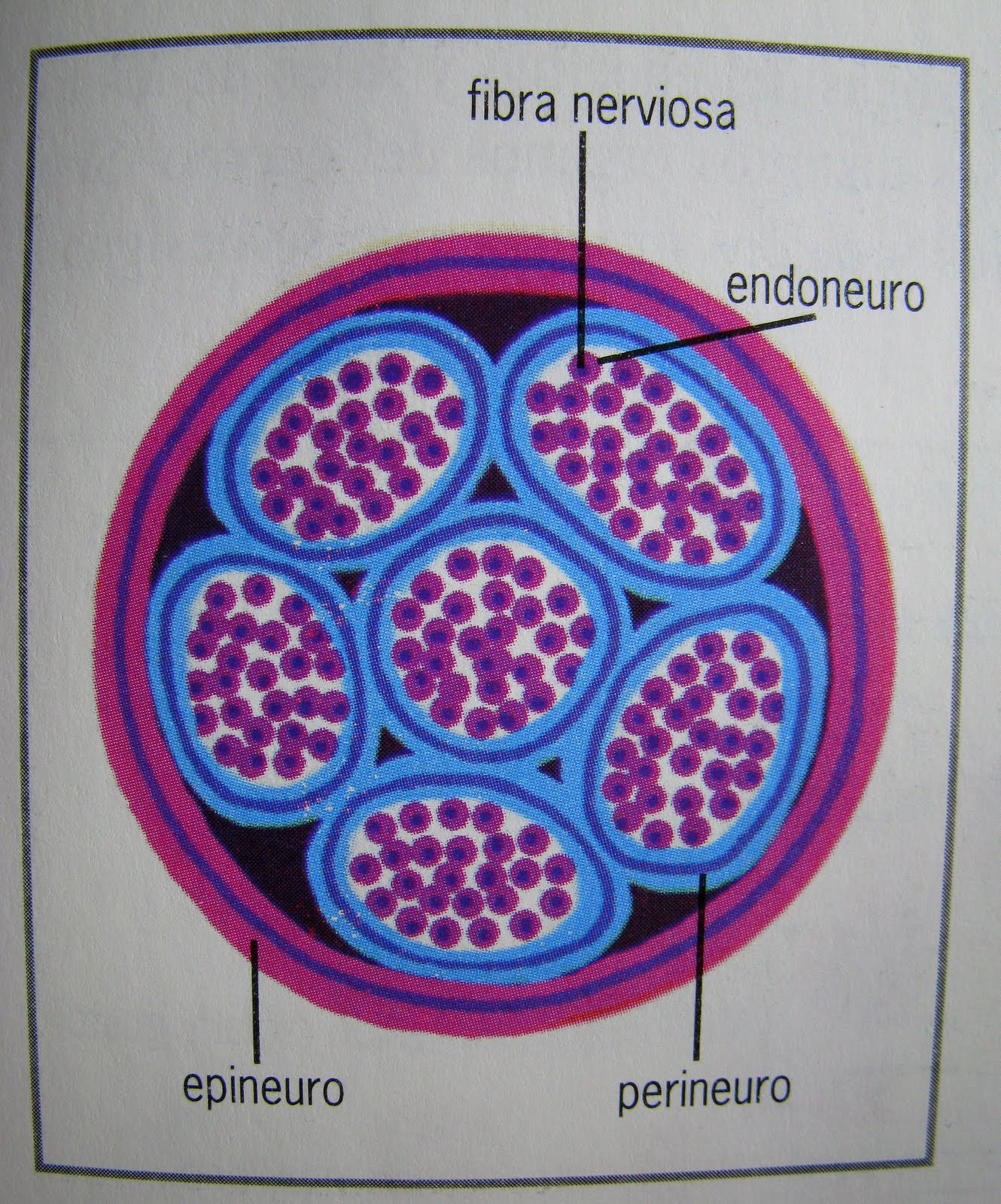 BIOLOGÍA 3º SECUNDARIA: Neuronas