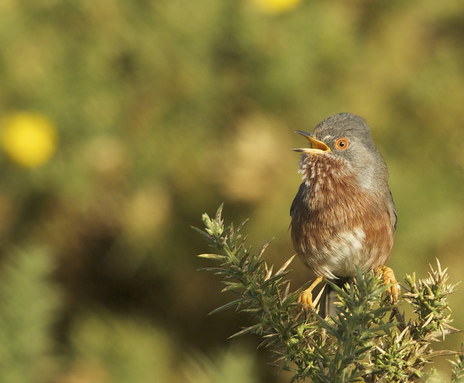 The Diary of a Young Birder
