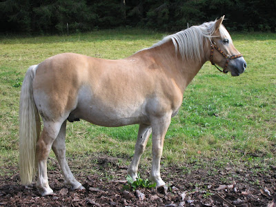 Life in Melbourne, Australia: Chestnut