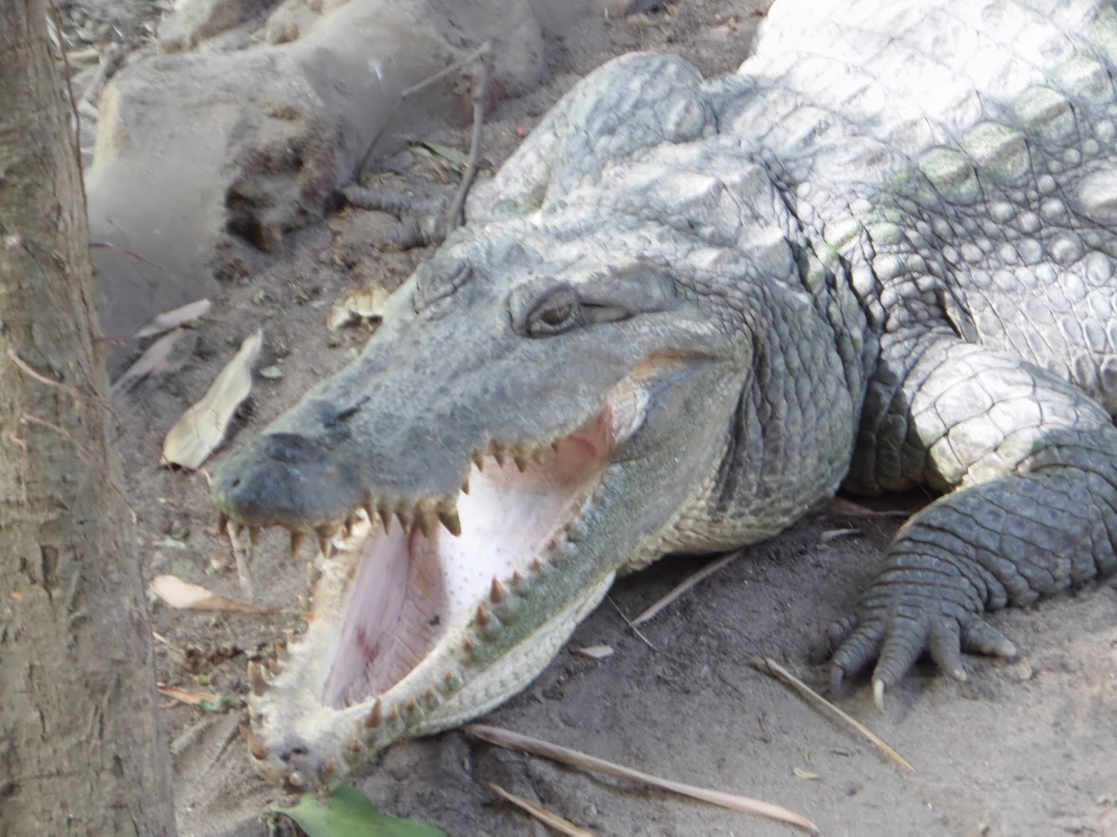 Rindi's Musings: Crocodiles!