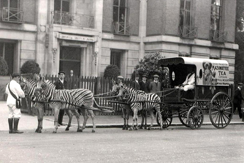 Kitten Vintage: Vintage Zebras