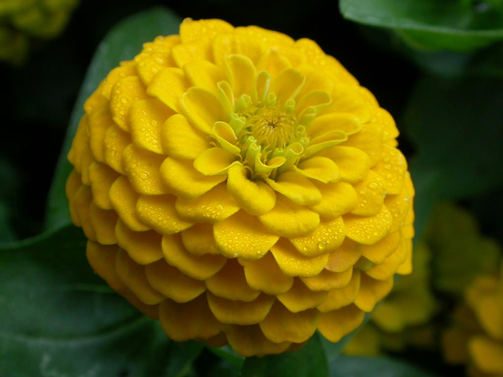 Seminte si plante de gradina hobby: Carciumarese