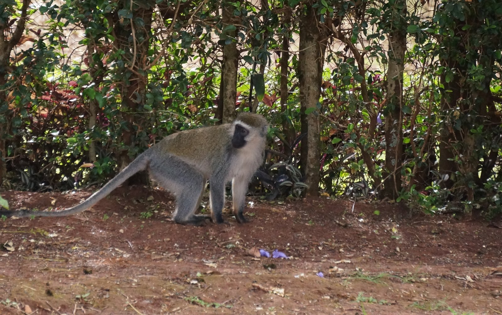 Jon and Marianne Hunter in Kenya: Monkey Business