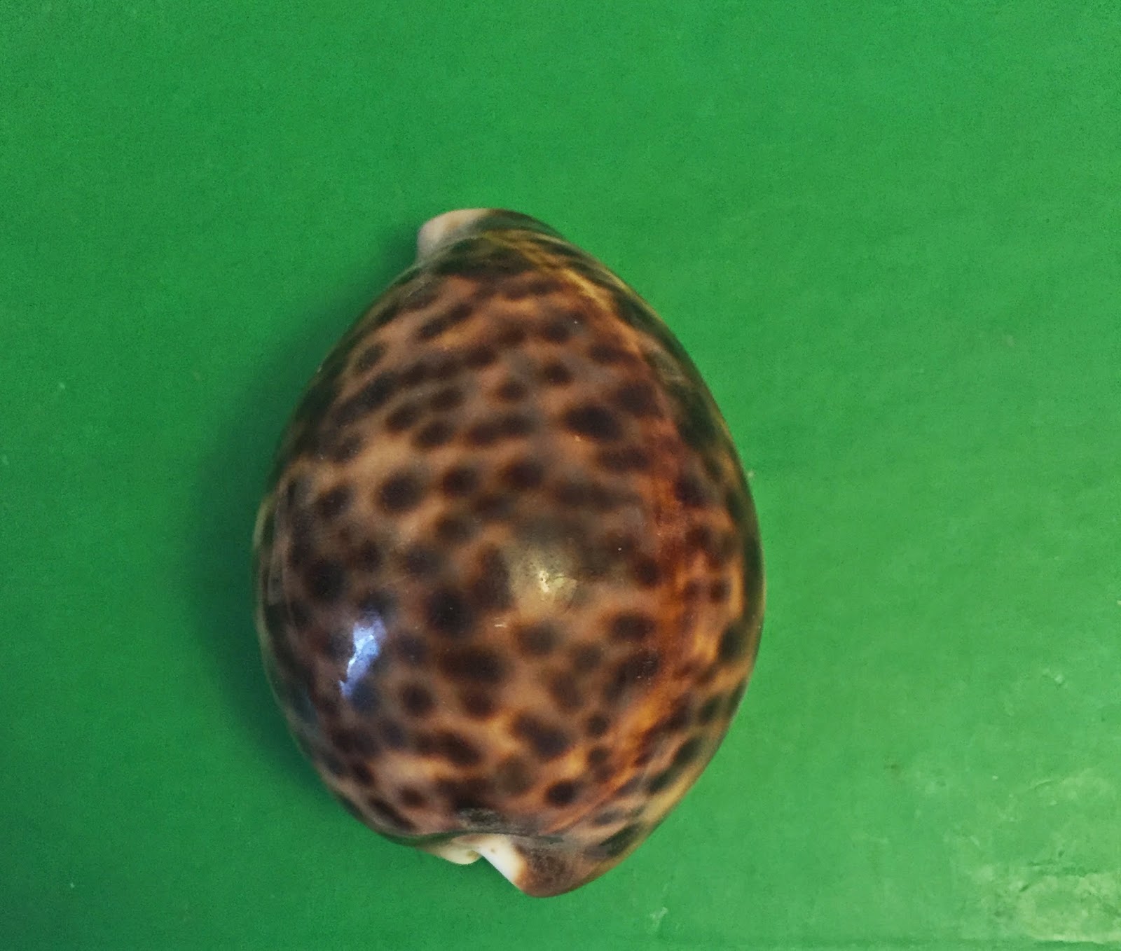 Lava of Ocean Dawn: Identification of some Exotic Shells