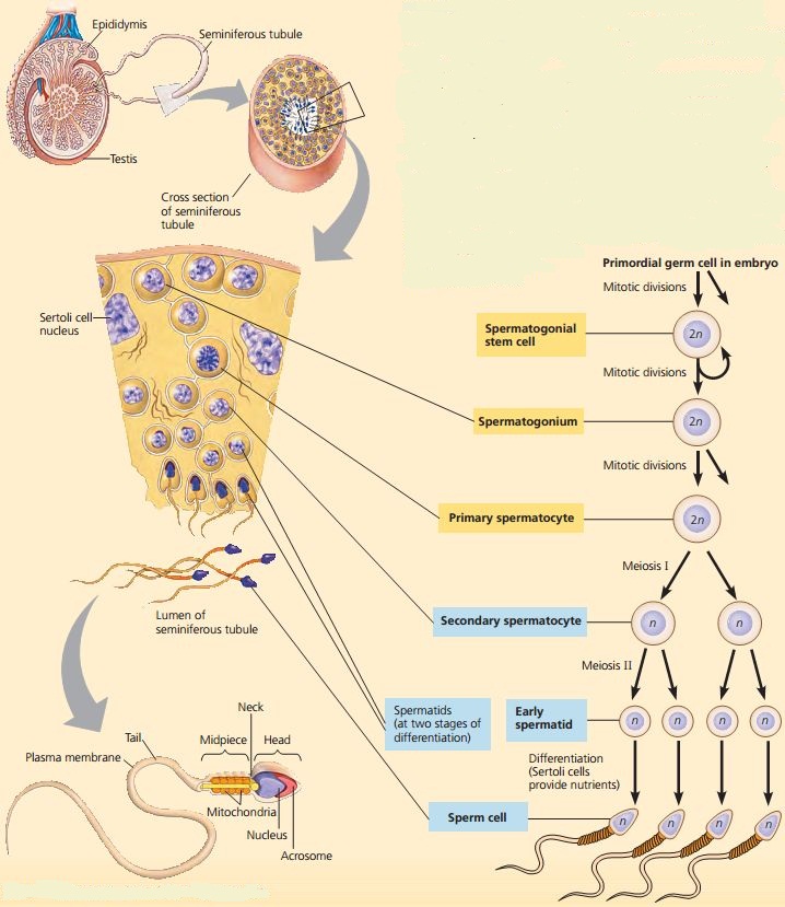 Spermatogenesis Gametogenesis – Science Reckoner