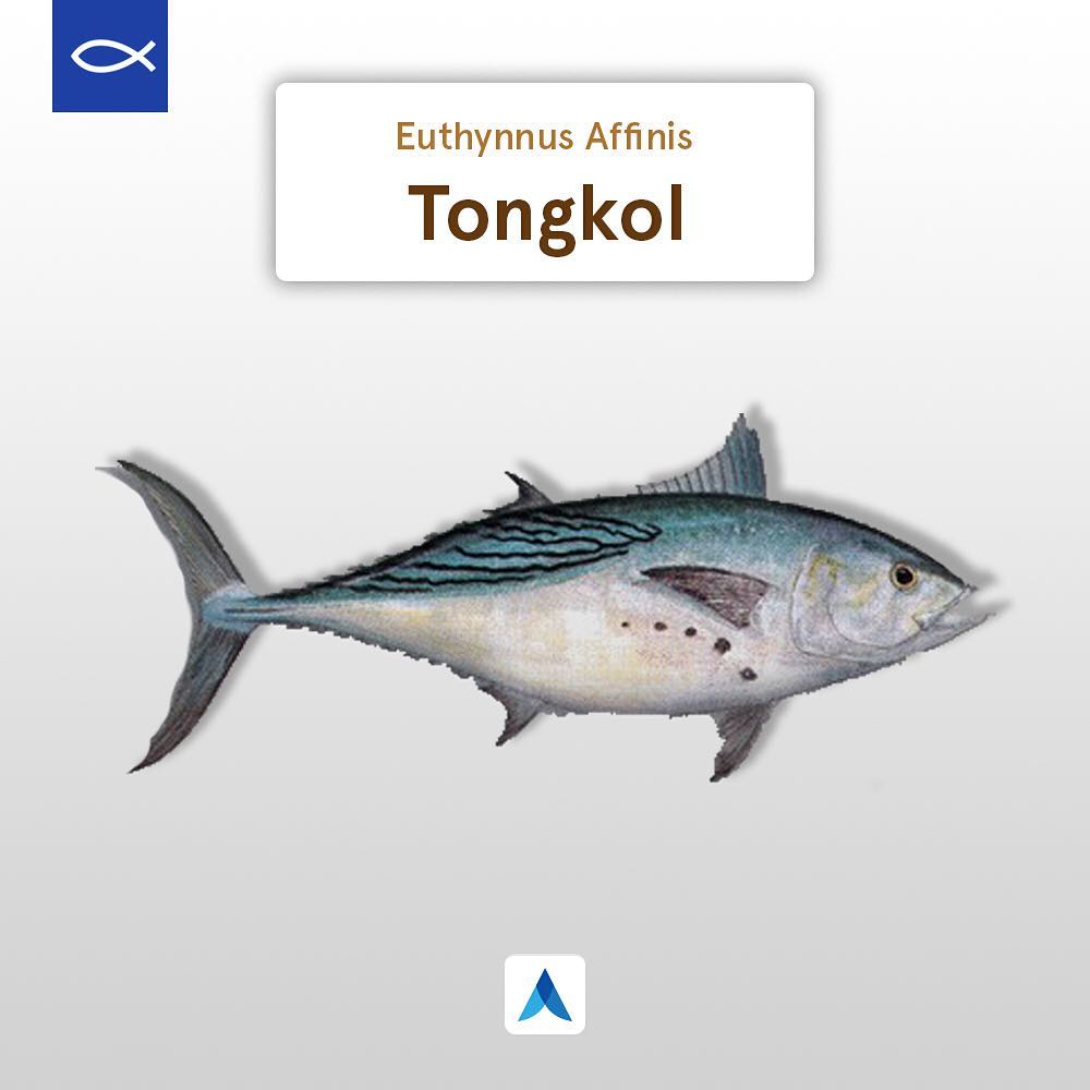 Ciri - ciri, Kandungan, dan Klasifikasi Ikan Tongkol (Euthynnus Affinis ...
