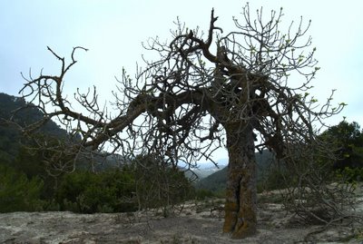 Sacerdote Católico: Y Jesús maldijo la higuera...