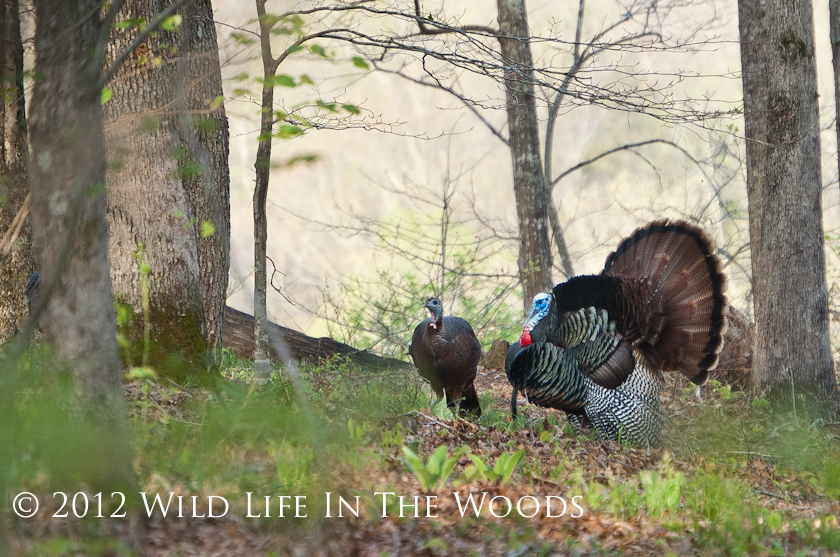 Lord and Lady Boonie Strut Their Stuff - That Susan Williams