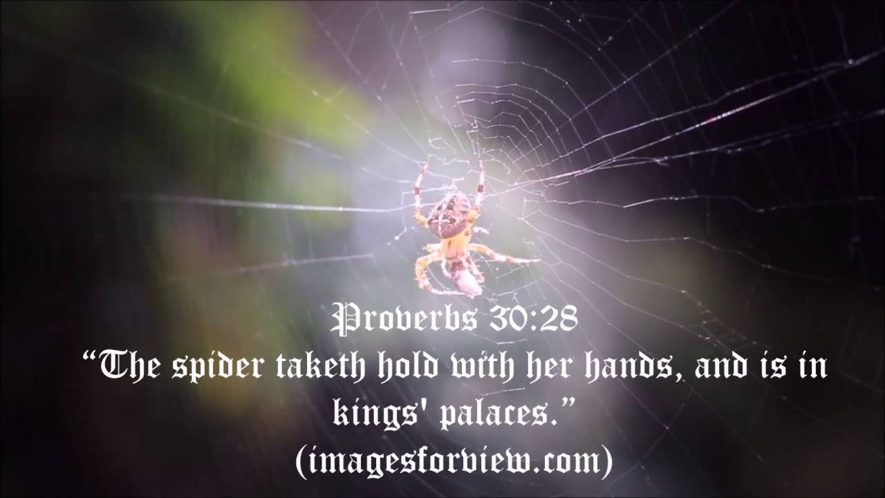 preachbrotherbob: Ants, Conies, Locusts, And Spiders