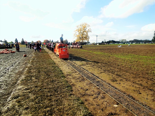 Damroot - Winter Squash Halwa