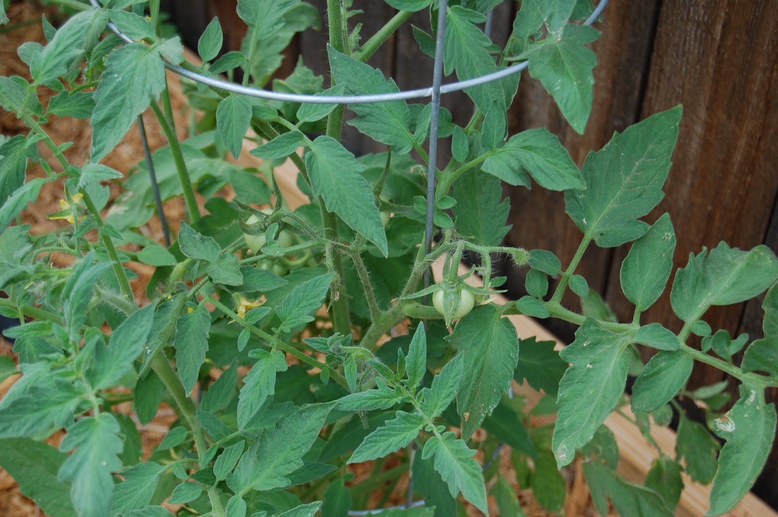 Rookie Gardener: 44 Tomatoes