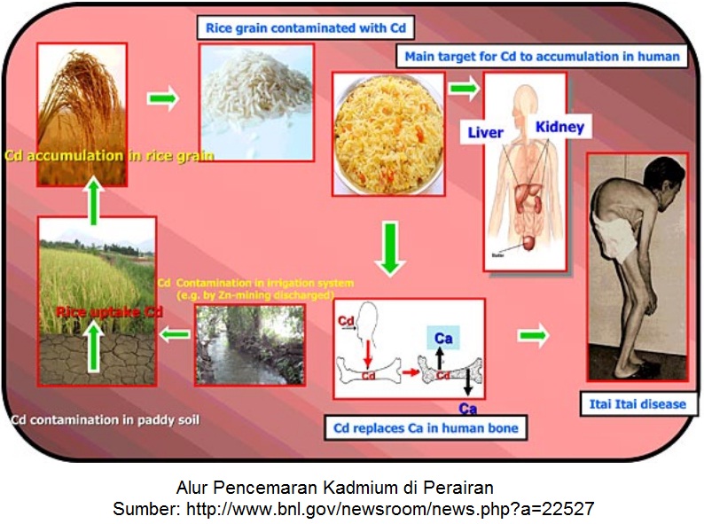 Kimia Agung Purwanto (KAP): Penyakit “Itai-itai Byo”