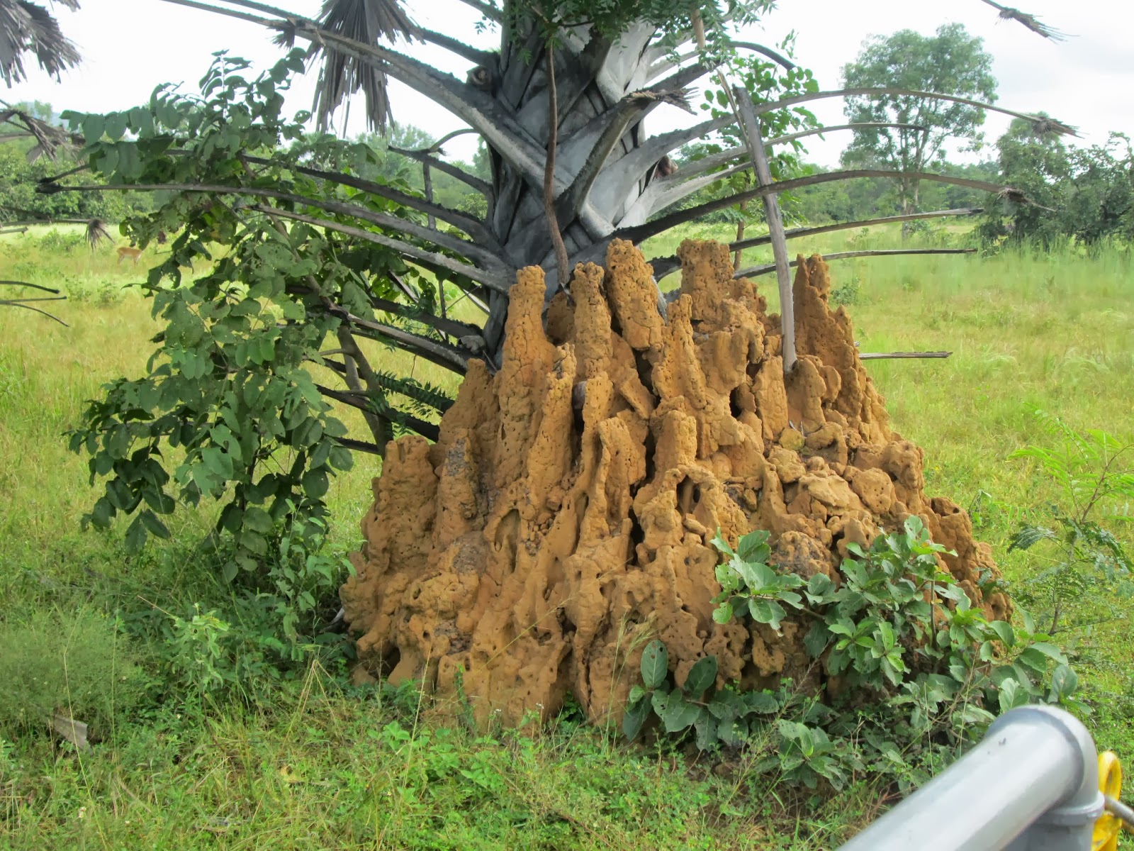 Onfroy-Curley au Togo: Parc animalier/Animal park Sarakawa