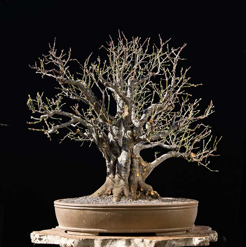 Walter Pall Bonsai Adventures: Prunus #23