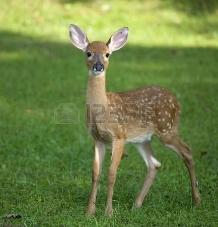 Lê Nhật Ký: NAI CON