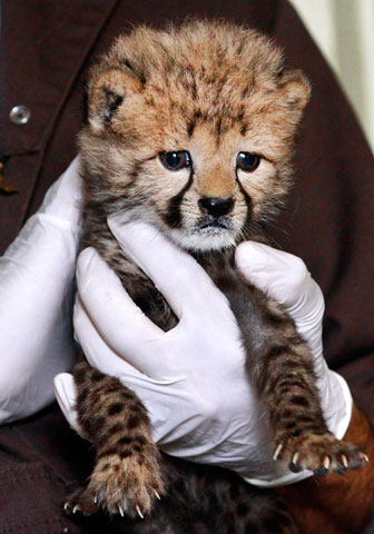 White Wolf : Hand-Raising Cheetah Cubs After Rare Birth (Video)