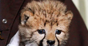 White Wolf : Hand-Raising Cheetah Cubs After Rare Birth (Video)