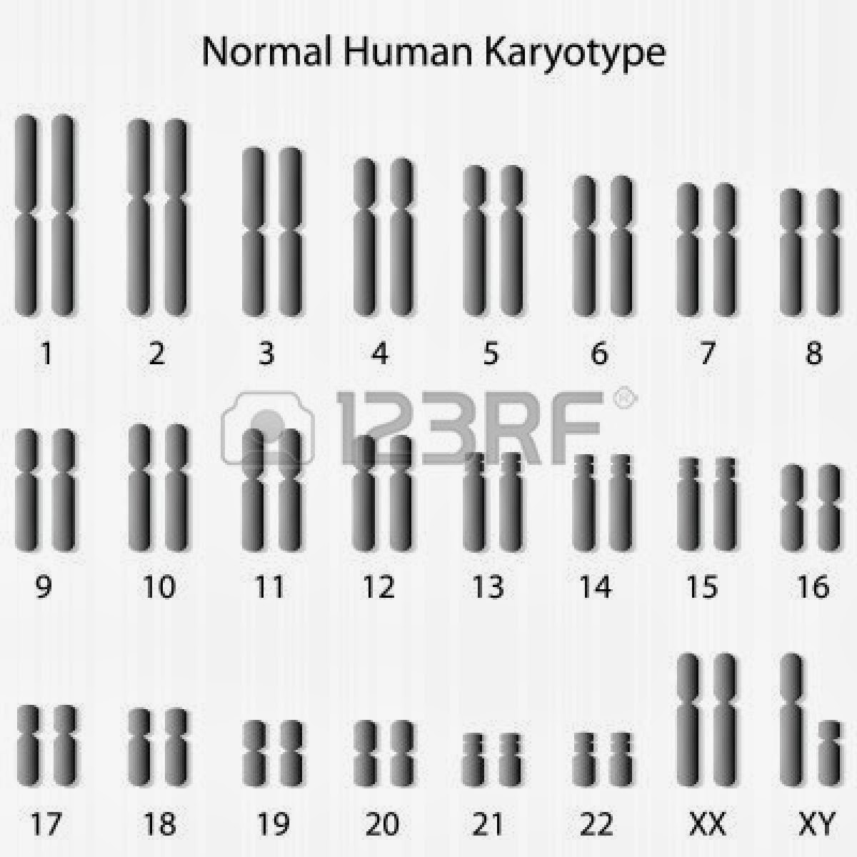 Cariótipo Humano Masculino