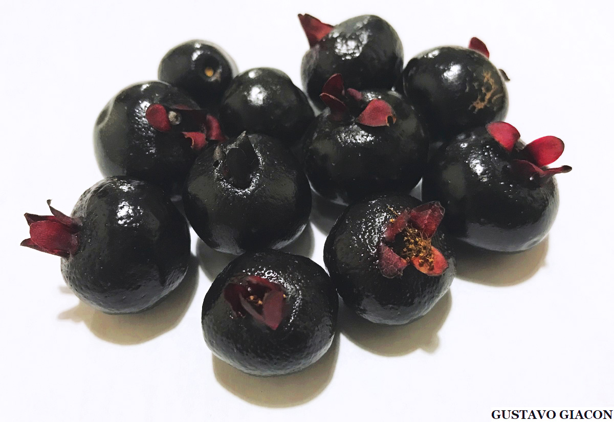 Viveiro Ciprest - Plantas Nativas e Exóticas: Grumichama ou Grumixama ...