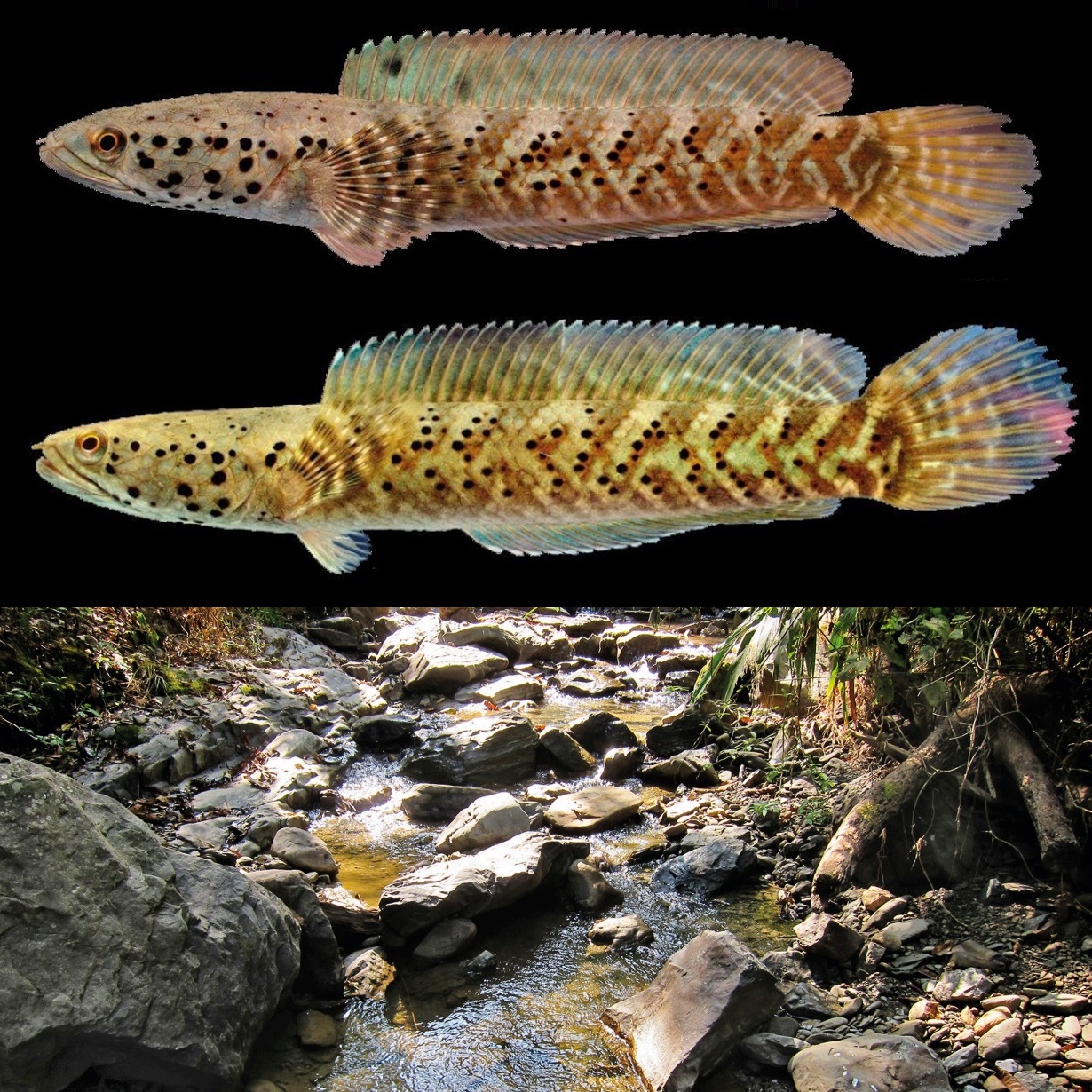 Species New to Science: [Ichthyology • 2018] Channa stiktos ...