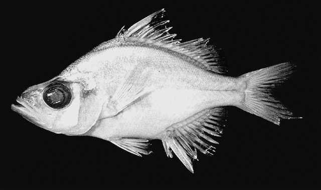Artes de Pesca: ACTINOPTERYGII.