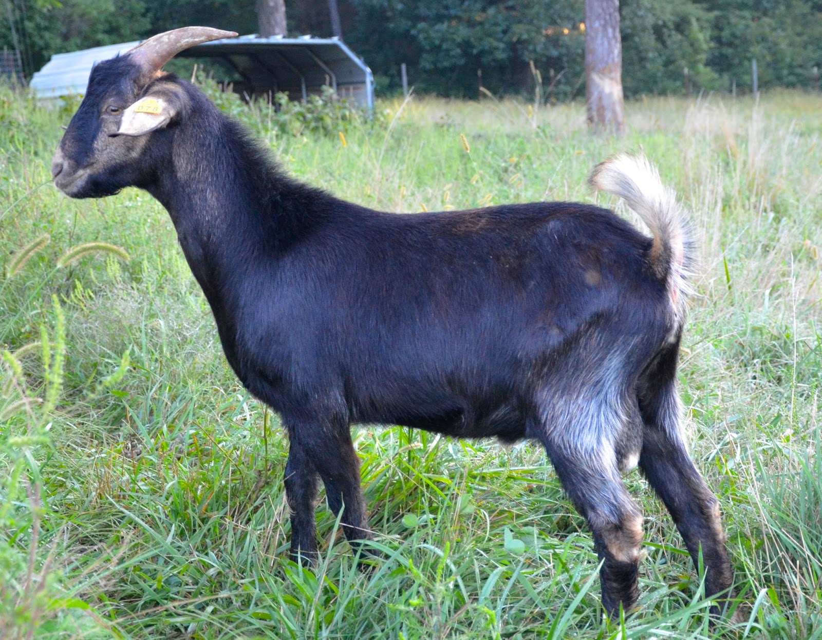 HORSESHOE CANYON RANCH MEAT GOATS