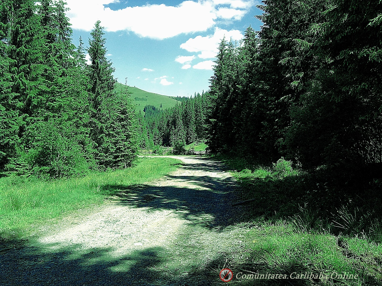 Info.Carlibaba.Bucovina.Online: Galerie Foto-Video