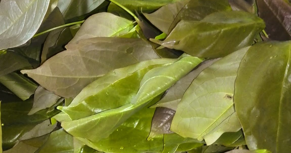 namakucella: ULAM PUCUK GENUAK a.k.a KERDAS