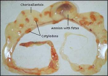 Pregnancy and Gestation in Cattle - Vet in Training