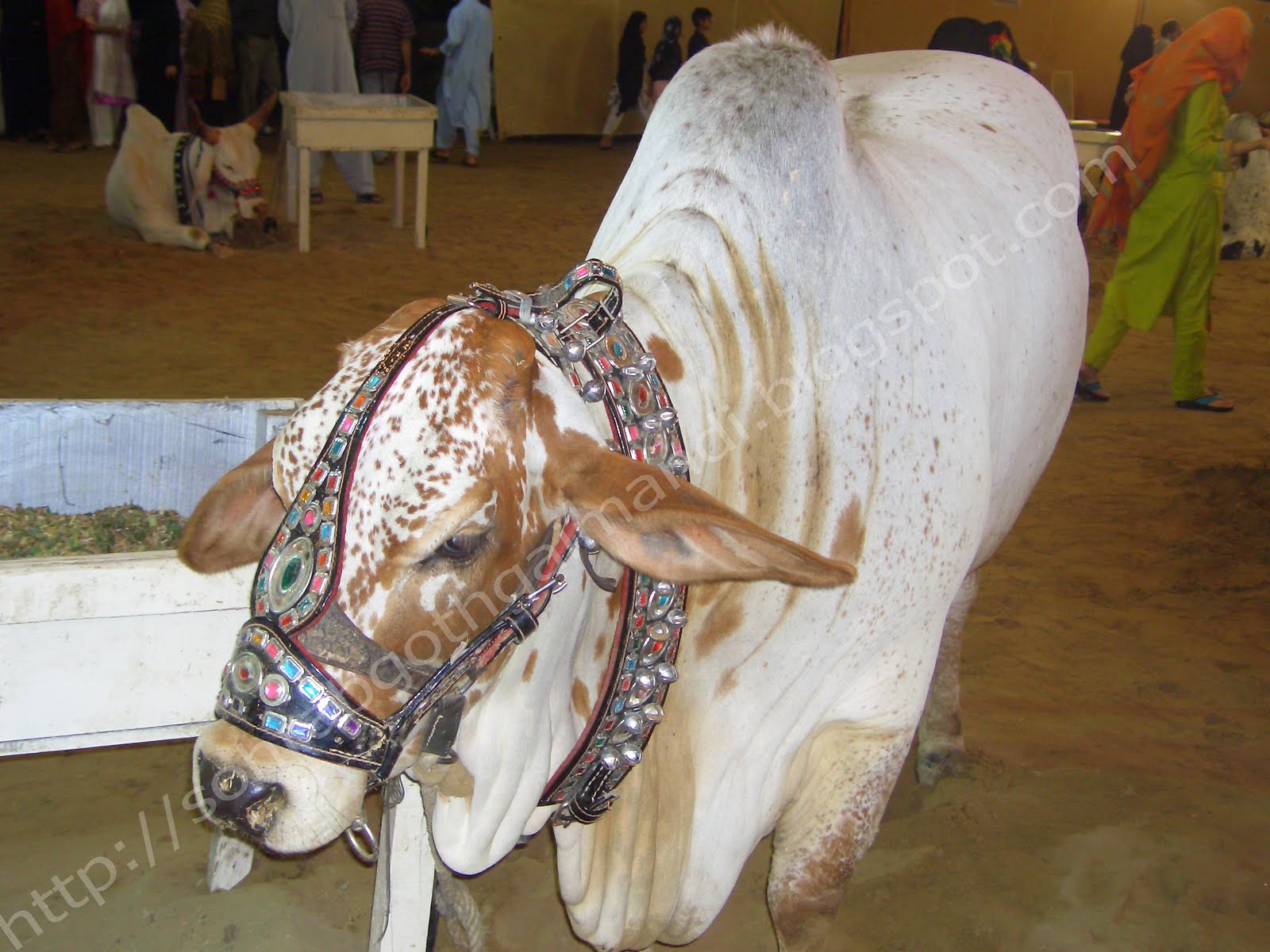 Sohrab Goth Gai Mandi Photos Gallery: Tiger Memon DHA 2009