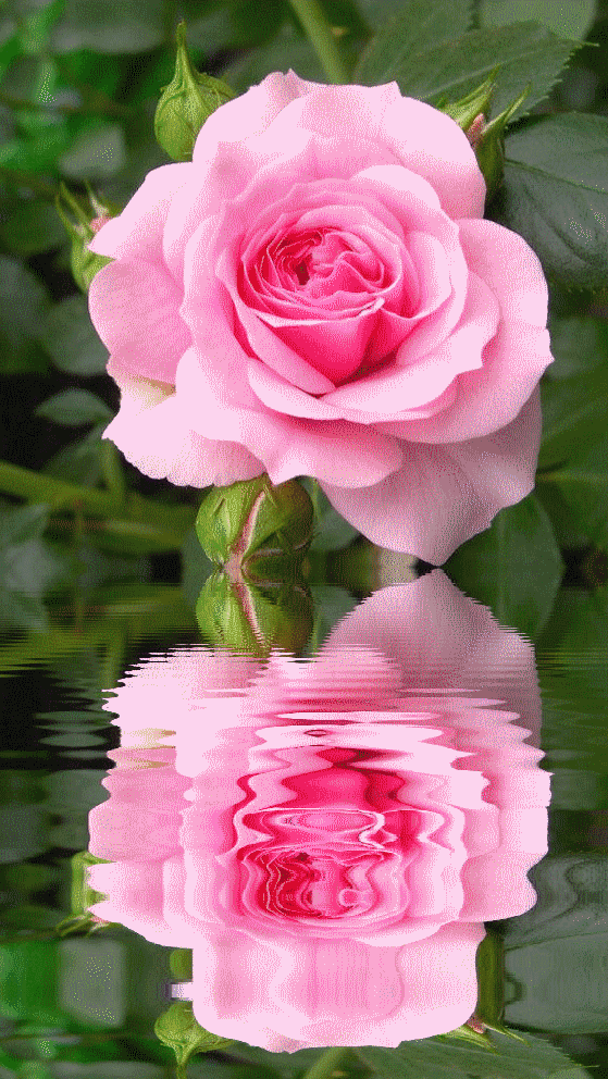 Flash sul mondo ... di tutto, di più: La rosa