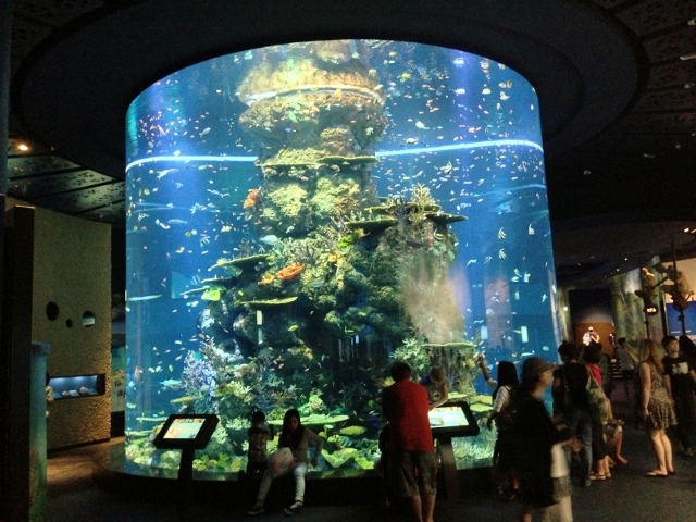 Expat Kiwis: S.E.A Aquarium (The World's Largest Aquarium)