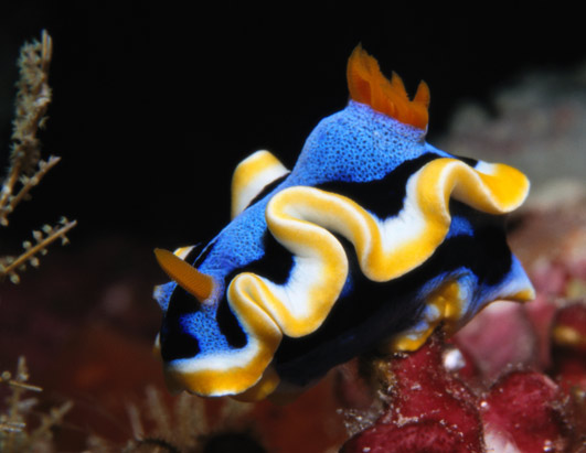 Sea Slug - True Wildlife Creatures